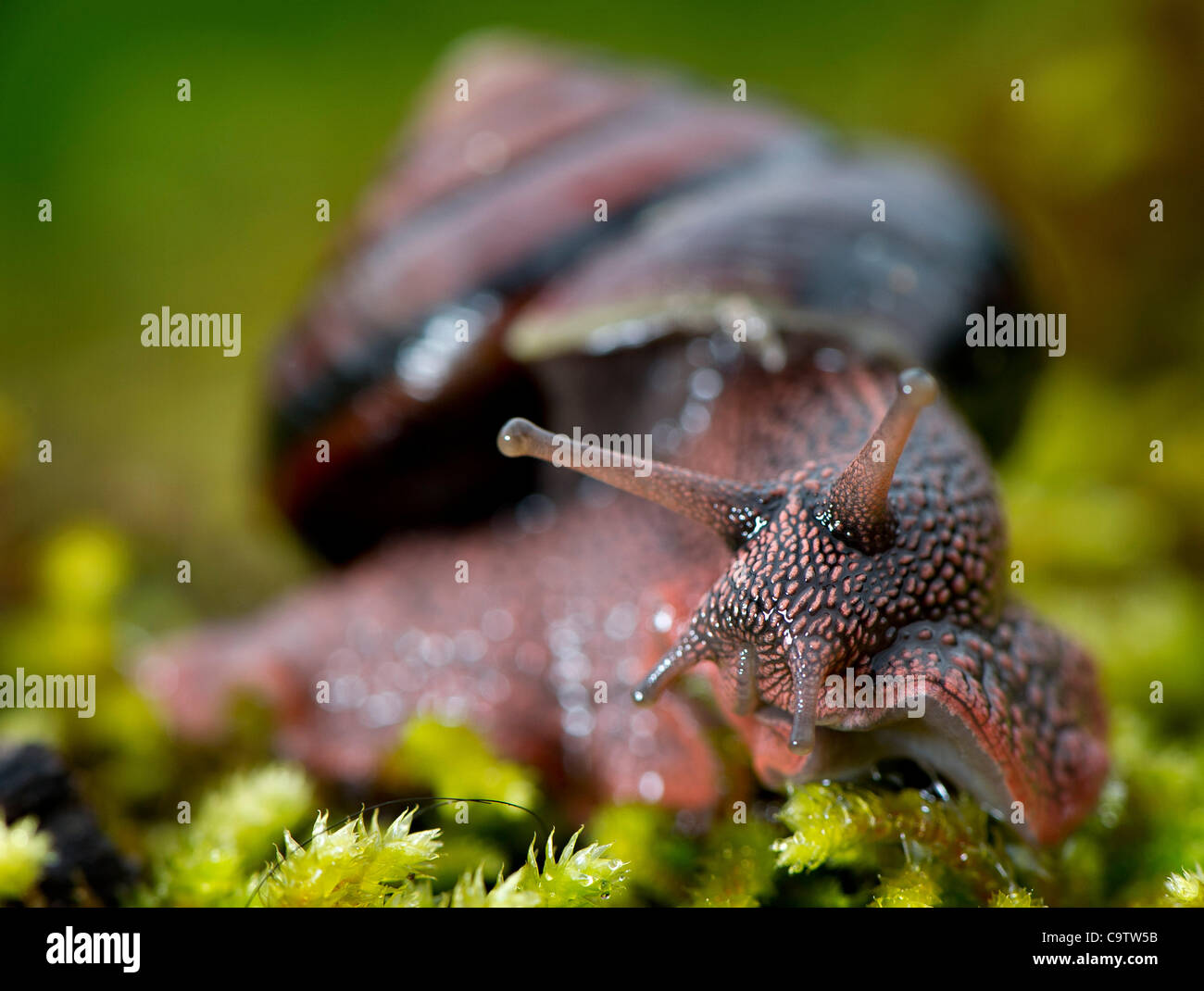 Feb. 20, 2012 - Roseburg, Oregon, U.S - A large Pacific sideband snail ...