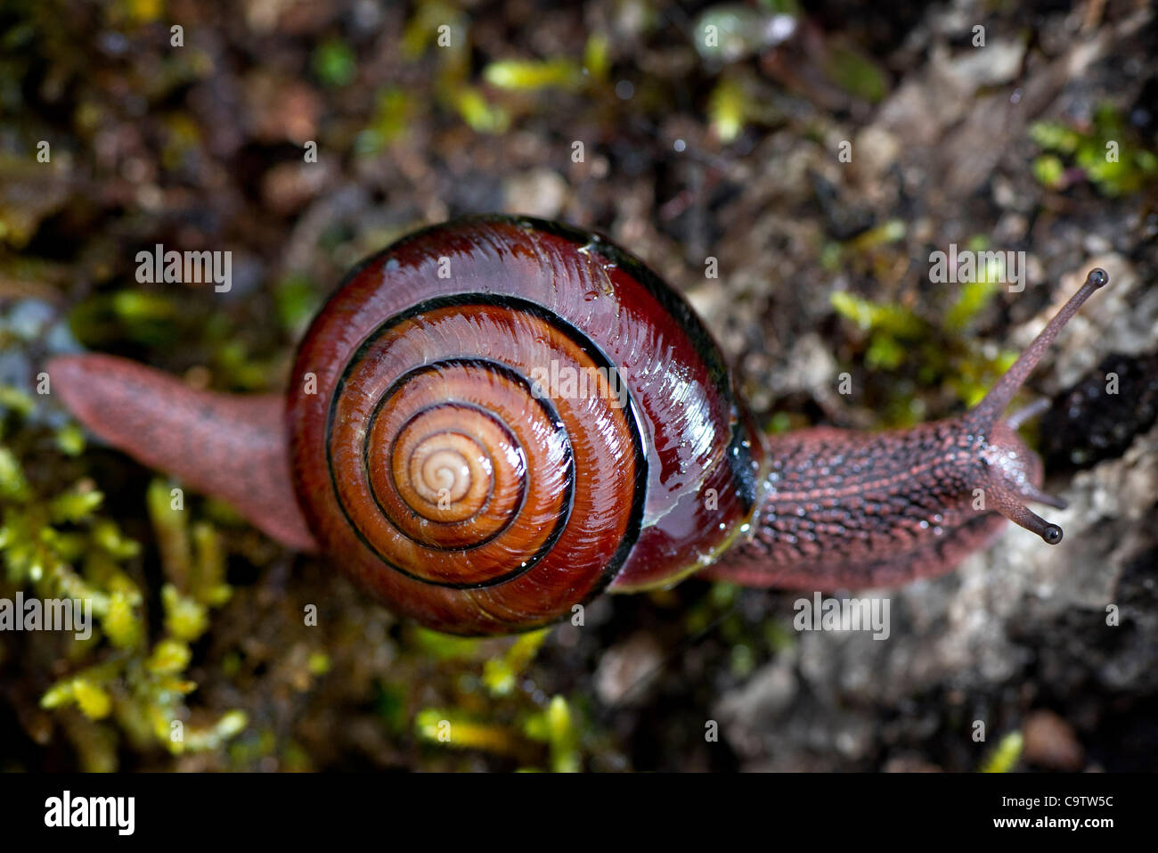 Feb. 20, 2012 - Roseburg, Oregon, U.S - A large Pacific sideband snail ...