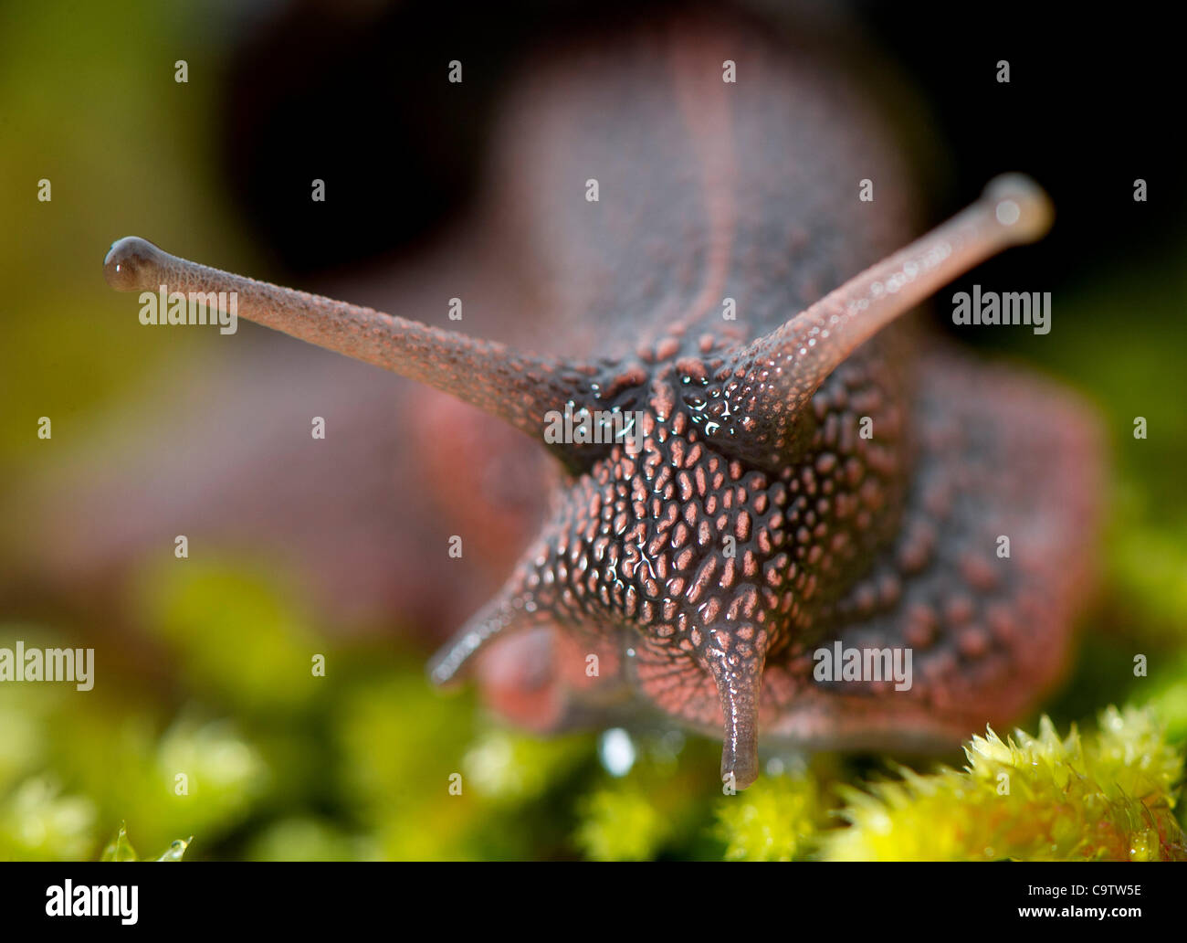 Feb. 20, 2012 - Roseburg, Oregon, U.S - A large Pacific sideband snail ...