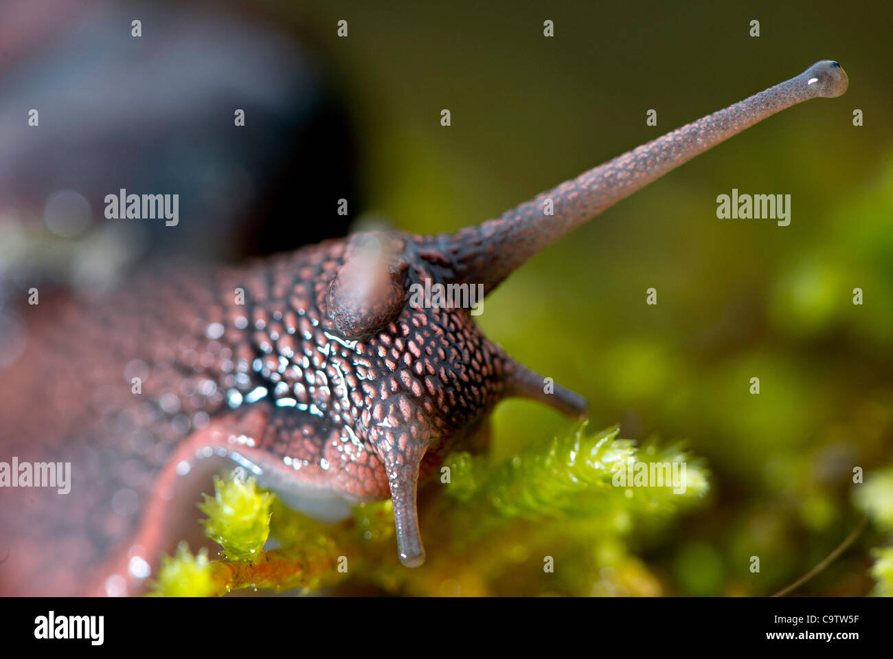 Feb. 20, 2012 - Roseburg, Oregon, U.S - A large Pacific sideband snail ...