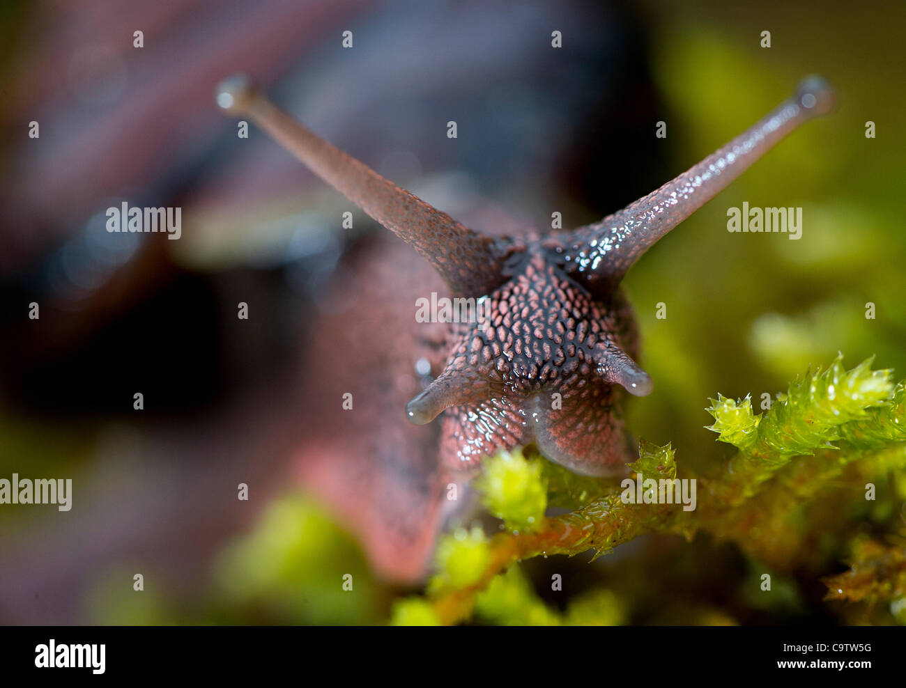 Feb. 20, 2012 - Roseburg, Oregon, U.S - A large Pacific sideband snail ...