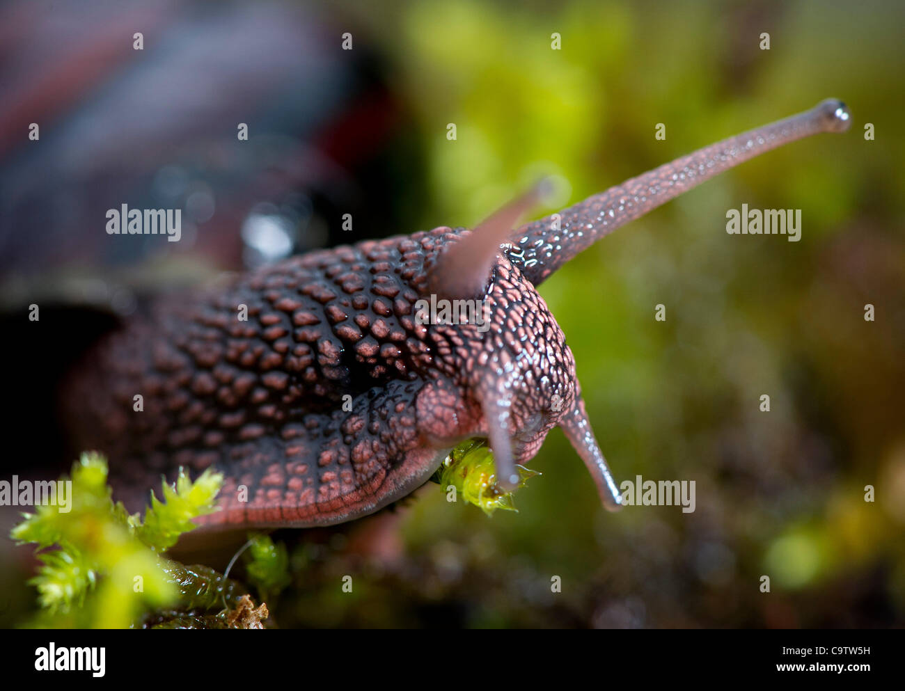 Feb. 20, 2012 - Roseburg, Oregon, U.S - A large Pacific sideband snail ...