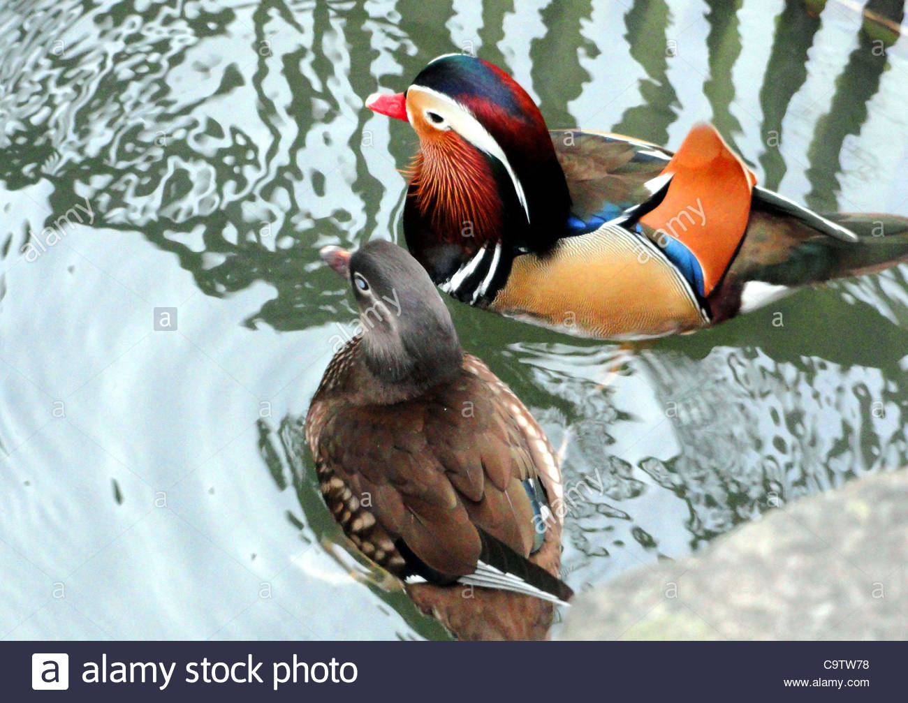 Mandarin Ducks China Stock Photos & Mandarin Ducks China Stock Images ...