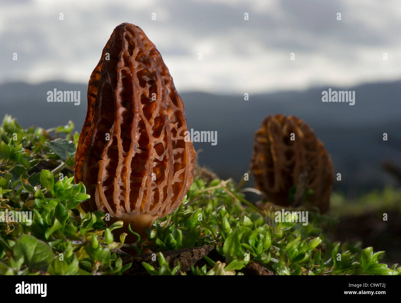 Feb. 26, 2012 - Roseburg, Oregon, U.S - Wild morel mushrooms grow on a ...