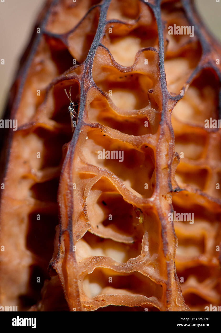 Molly moochers hi-res stock photography and images - Alamy