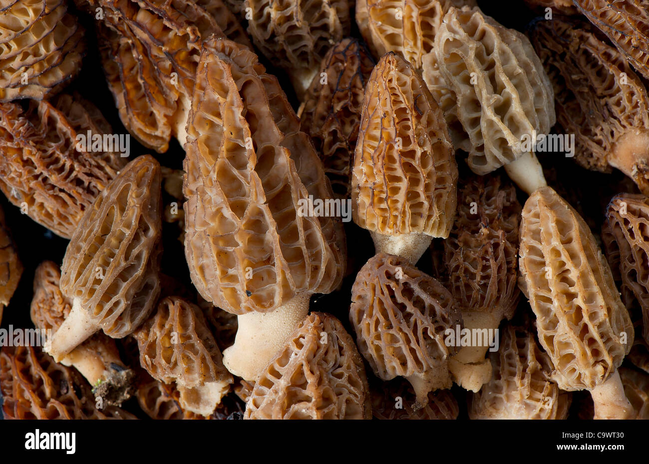 Feb. 26, 2012 - Roseburg, Oregon, U.S - Freshly picked wild morel ...