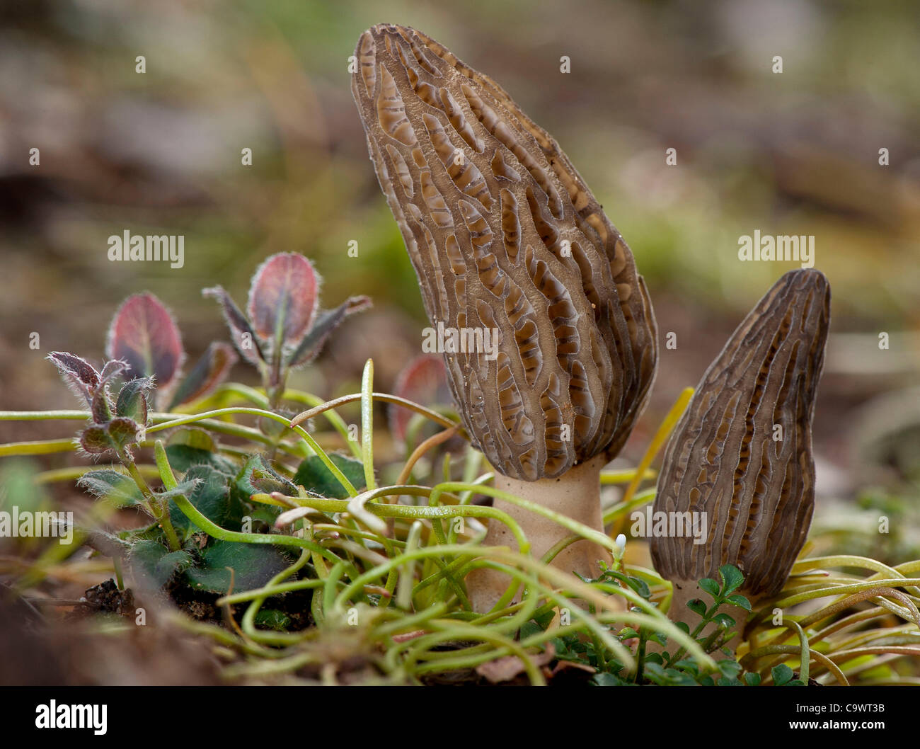 Feb. 26, 2012 - Roseburg, Oregon, U.S - Wild morel mushrooms grow on a ...