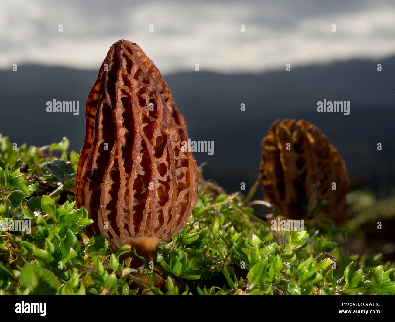 Feb. 26, 2012 - Roseburg, Oregon, U.S - Wild morel mushrooms grow on a ...