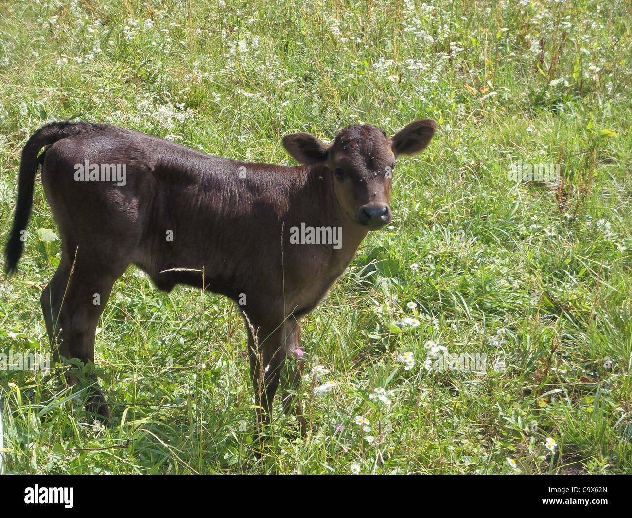 (FILE PHOTO) Tomioka, Japan - A photo released on February 28, 2012 ...