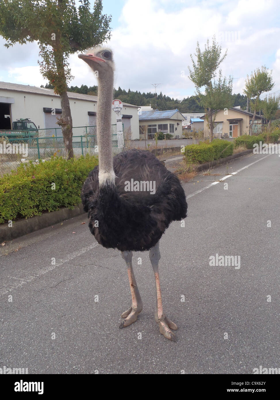 Ostridge hi-res stock photography and images - Alamy