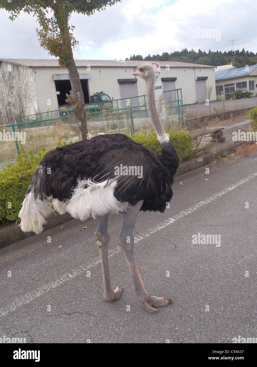 (FILE PHOTO) Tomioka, Japan - A photo released on February 28, 2012 ...