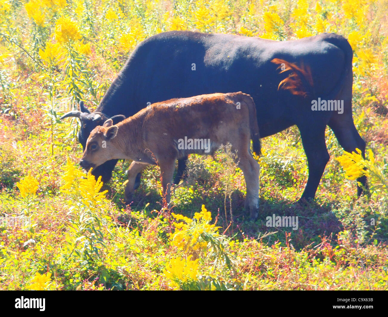 (FILE PHOTO) Tomioka, Japan - A photo released on February 28, 2012 ...