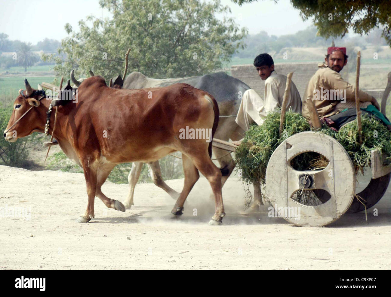 Two peasants ride on a traditional bull-cart pass through a field in ...