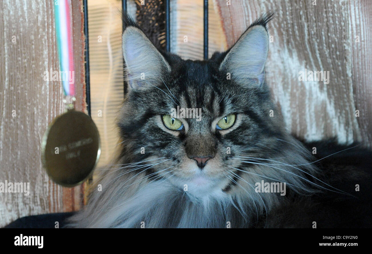 Winners of the competition Cat of the year 2011 during international ...