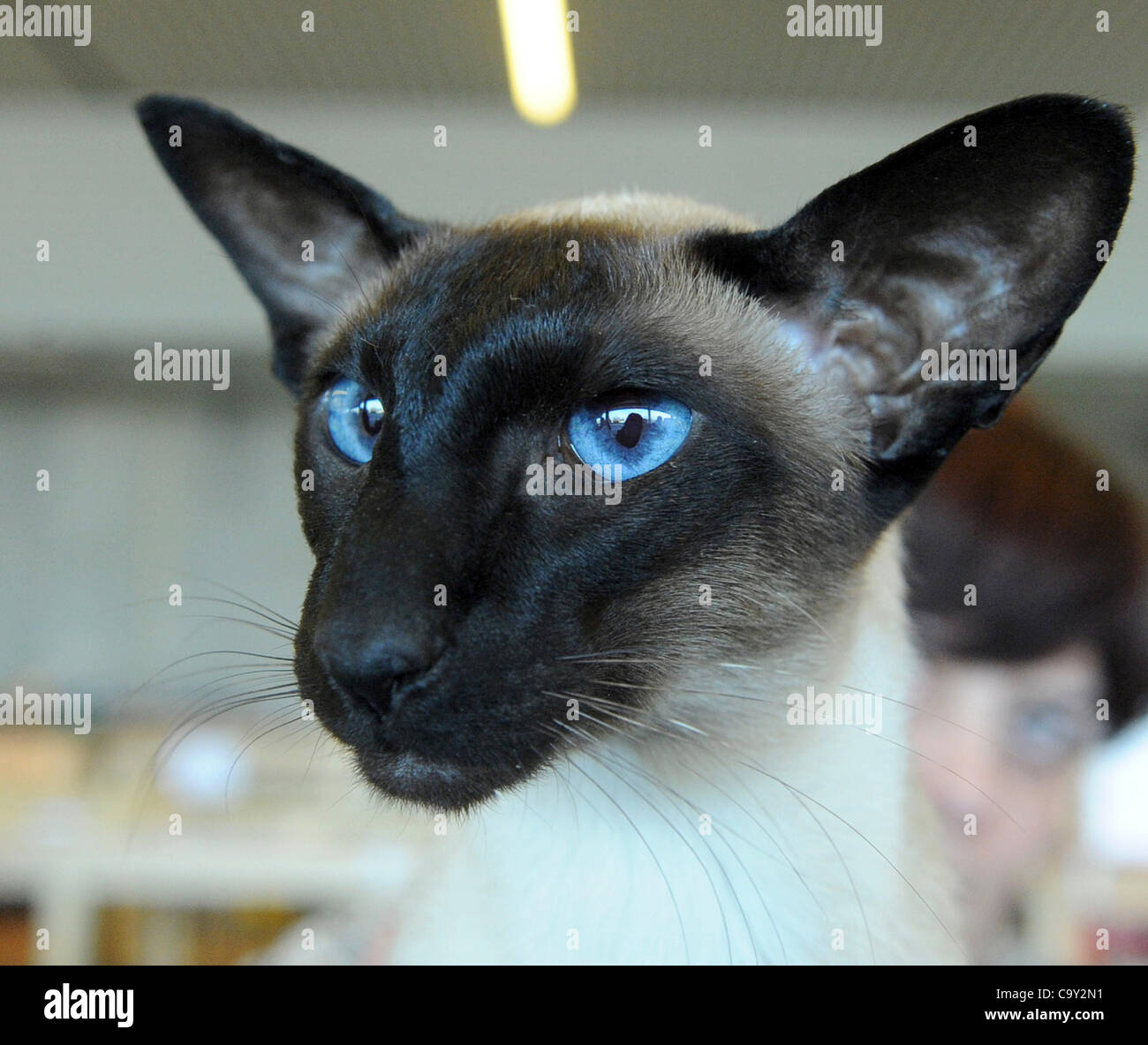 Winners of the competition Cat of the year 2011 during international ...