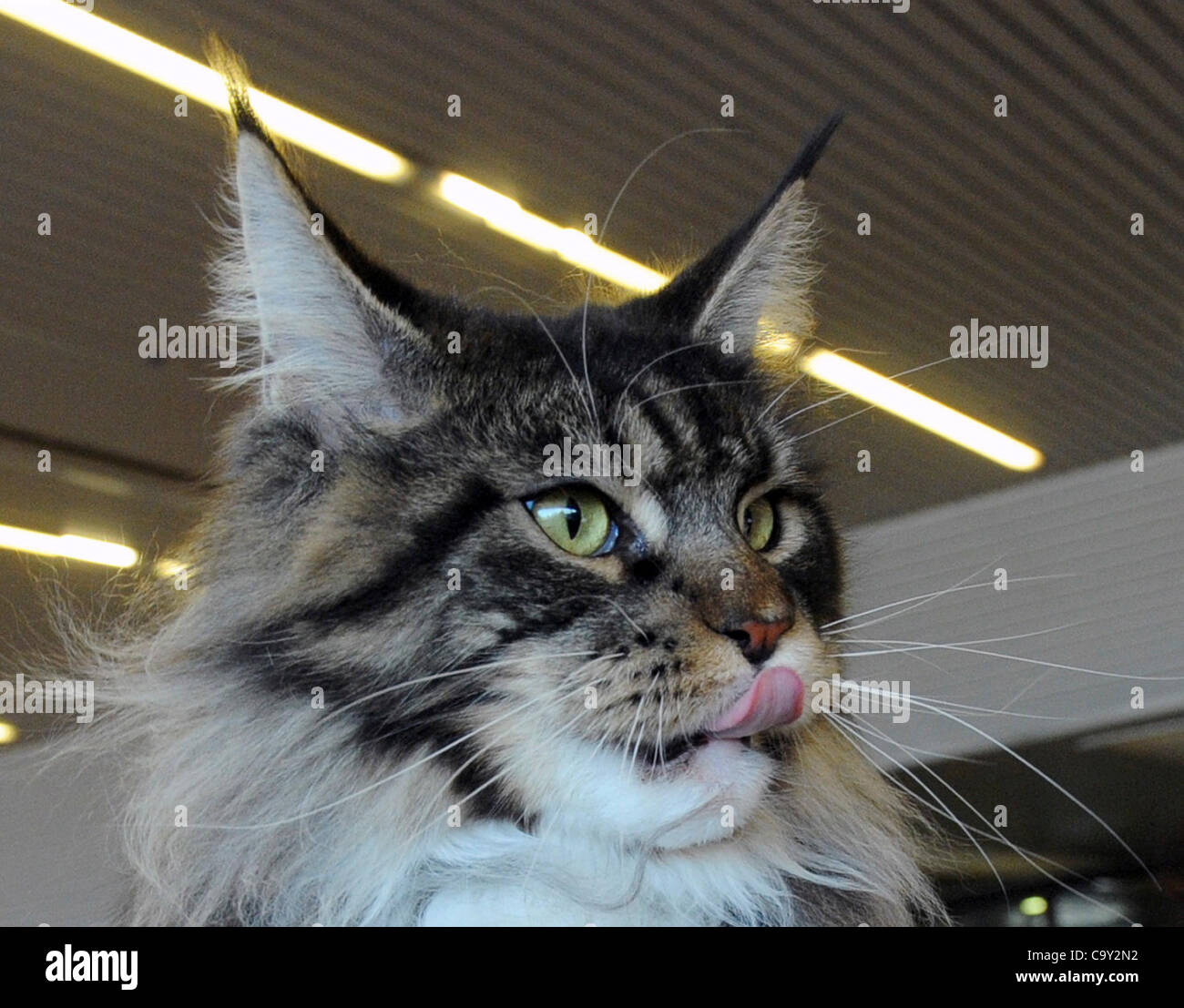 Winners of the competition Cat of the year 2011 during international ...