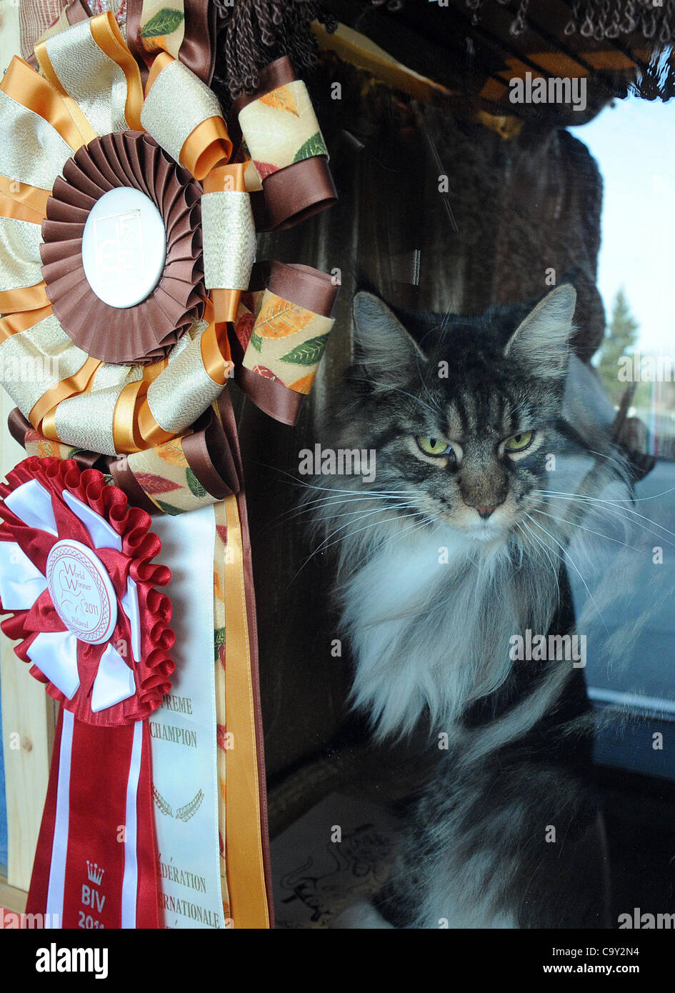 Winners of the competition Cat of the year 2011 during international ...