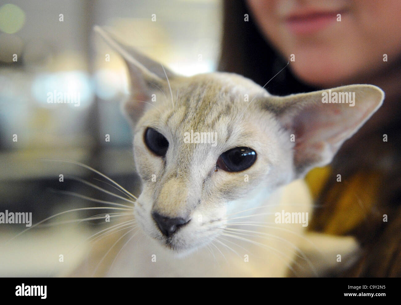 Winners of the competition Cat of the year 2011 during international ...