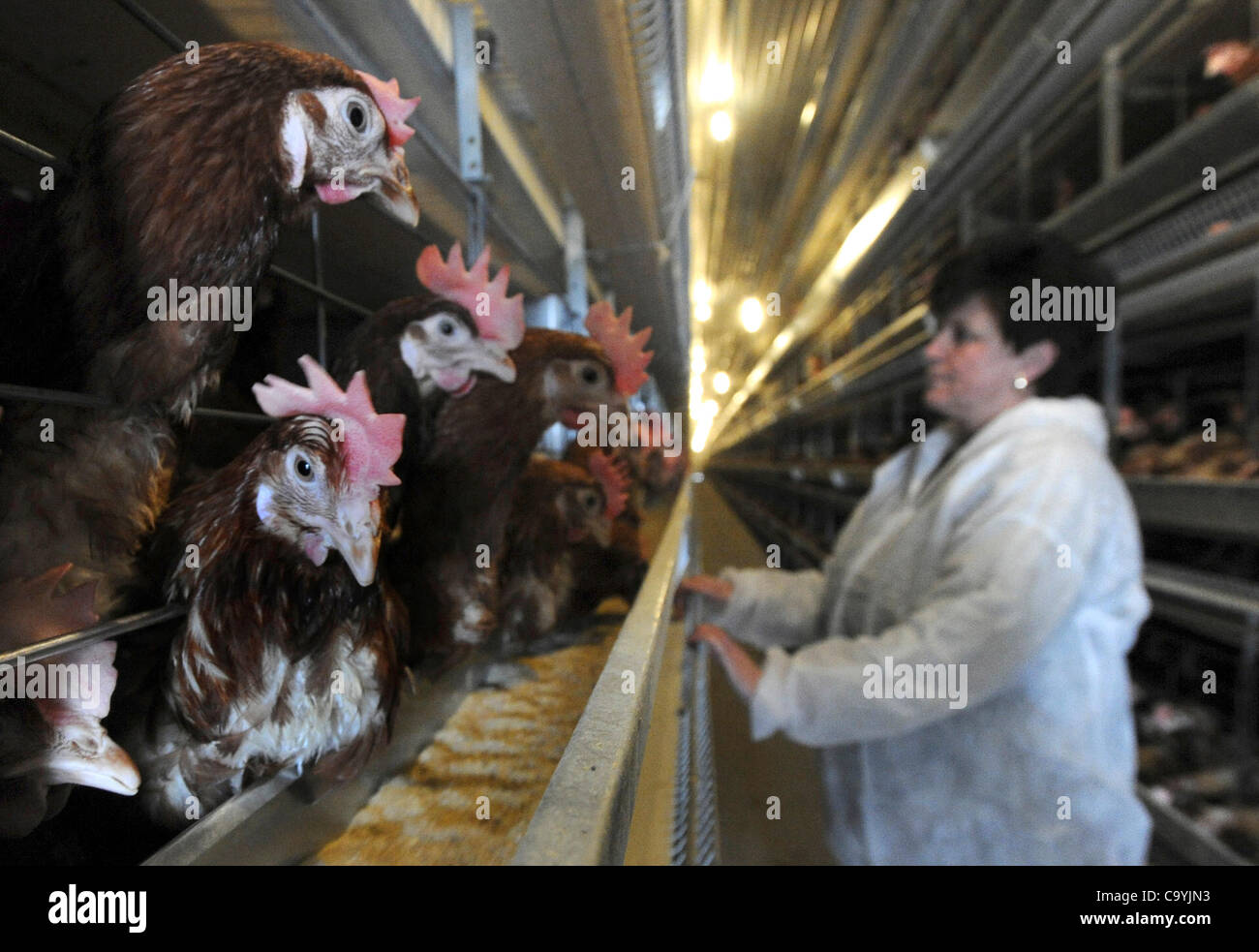 Poultry farm in Libotenice near Litomerice reconstructs cages in ...