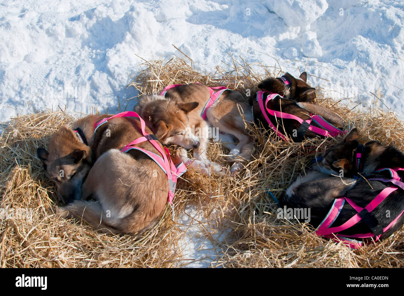 Dee Dee Jonrowe's sled dogs resting on hay at Unalakleet checkpoints ...