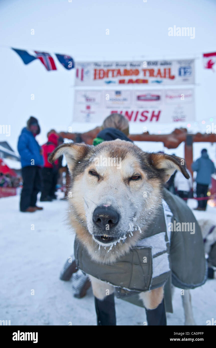Ramey Smyth's sled dogs after arriving in Nome to claim 3rd place in ...