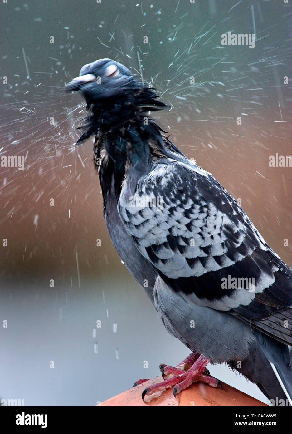 March 15, 2012 - Roseburg, Oregon, U.S - A wet pigeon shakes off rain ...