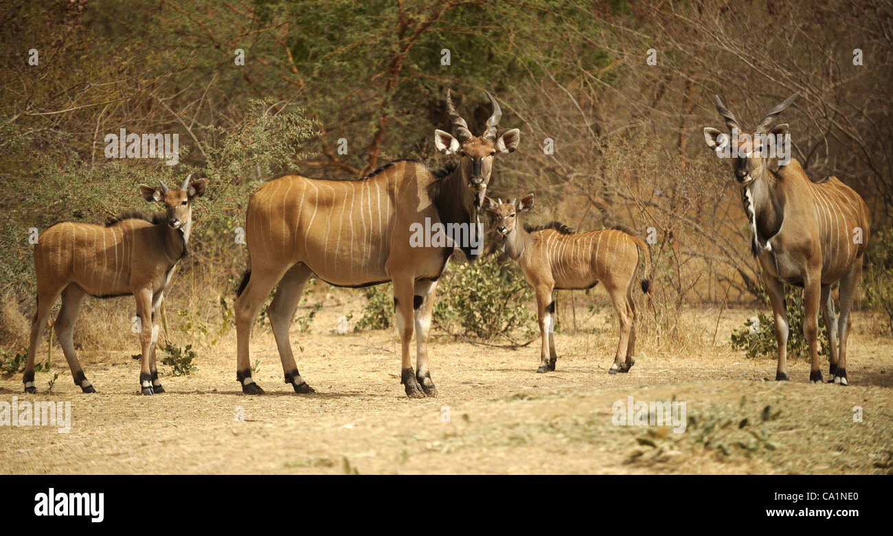 The western subspecies of antelope Derby belongs to a group of ...