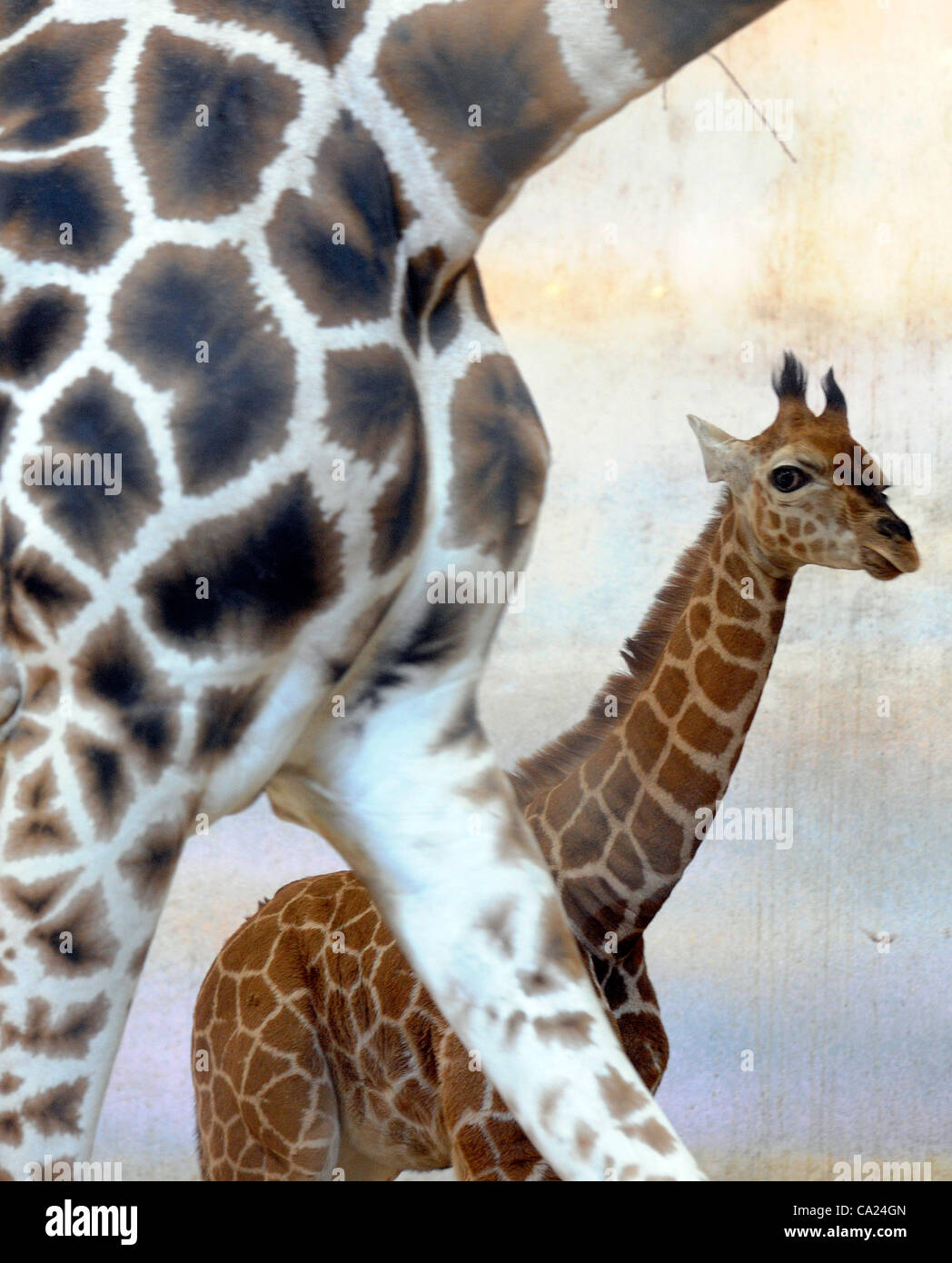 Giraffe Nora, left, and its calf Soya named after a Japanese schoolgirl ...