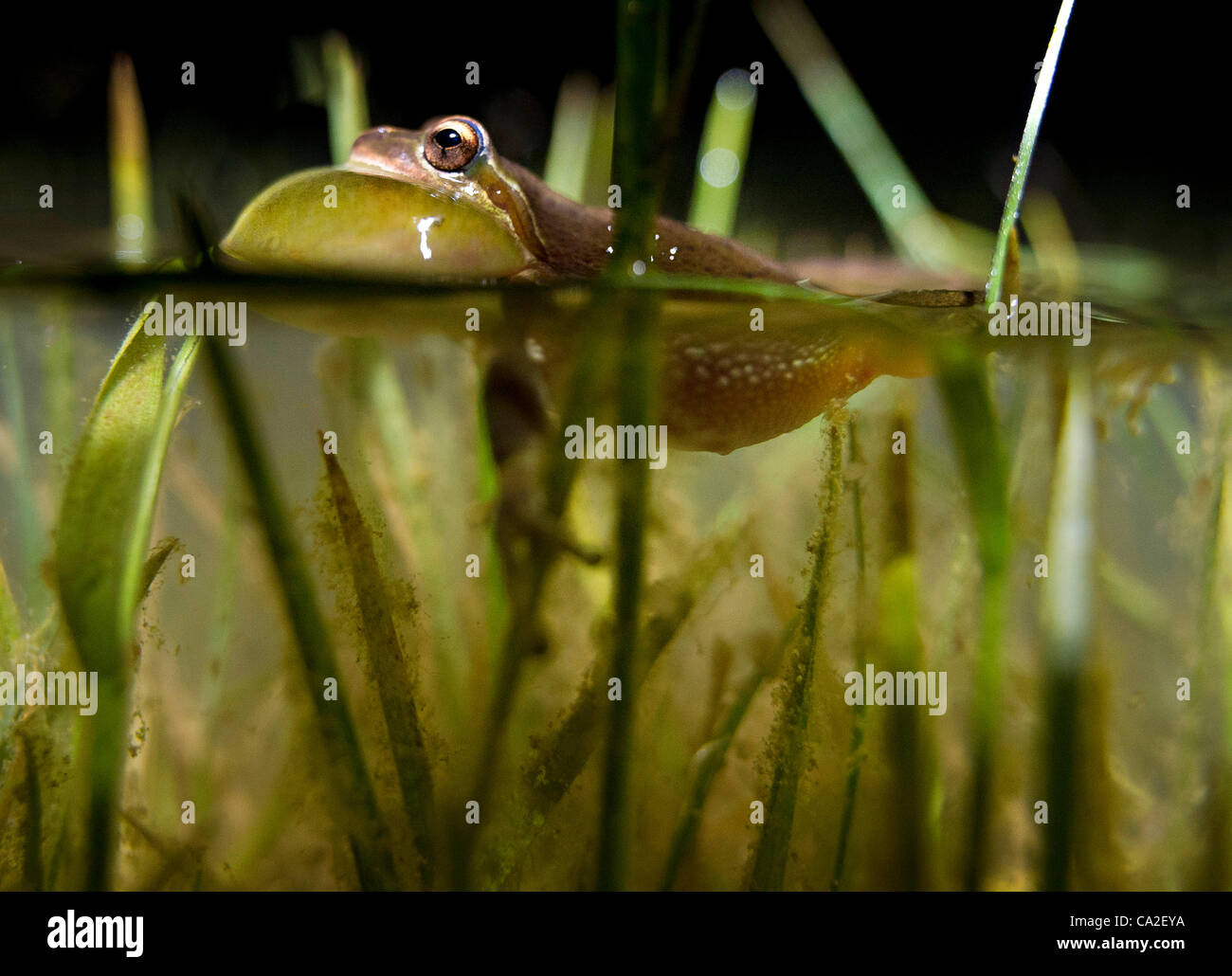 March 25, 2012 - Roseburg, Oregon, U.S - A wild male Pacific Tree Frog ...