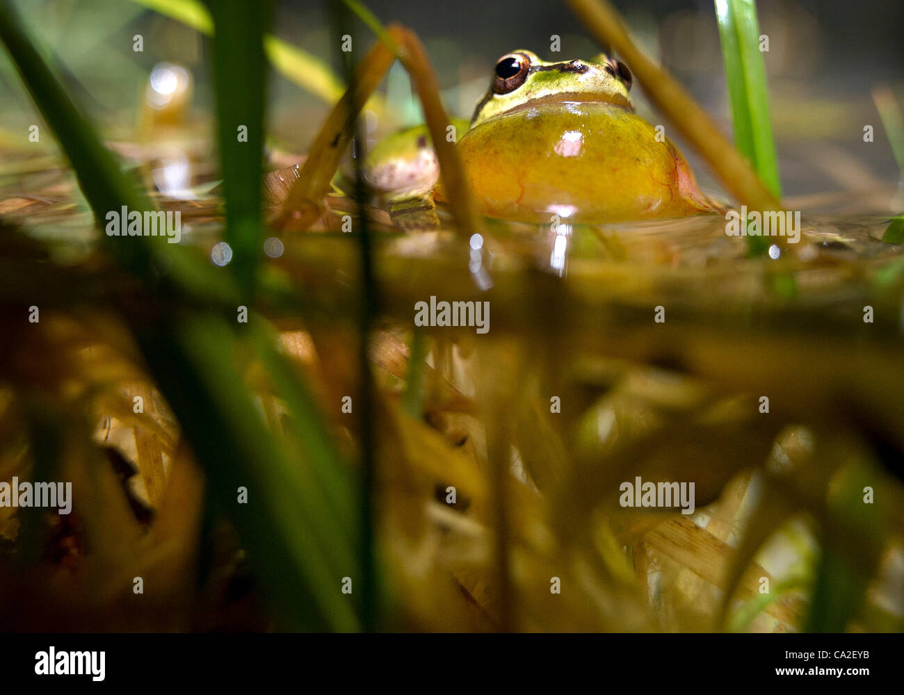 March 25, 2012 - Roseburg, Oregon, U.S - A wild male Pacific Tree Frog ...