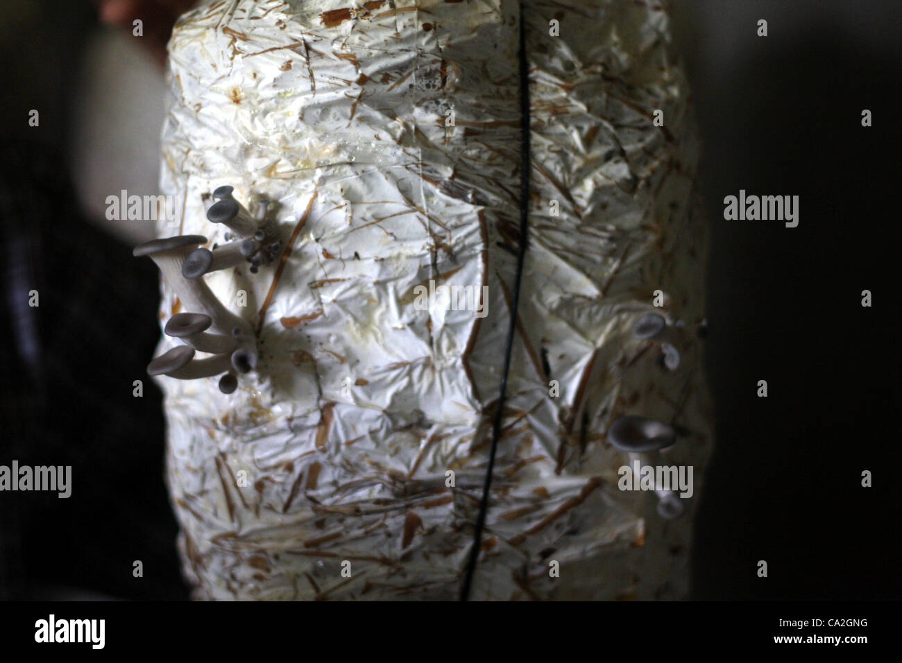 March 25, 2012 - Ramallah, West Bank, Palestinian Territory - A ...