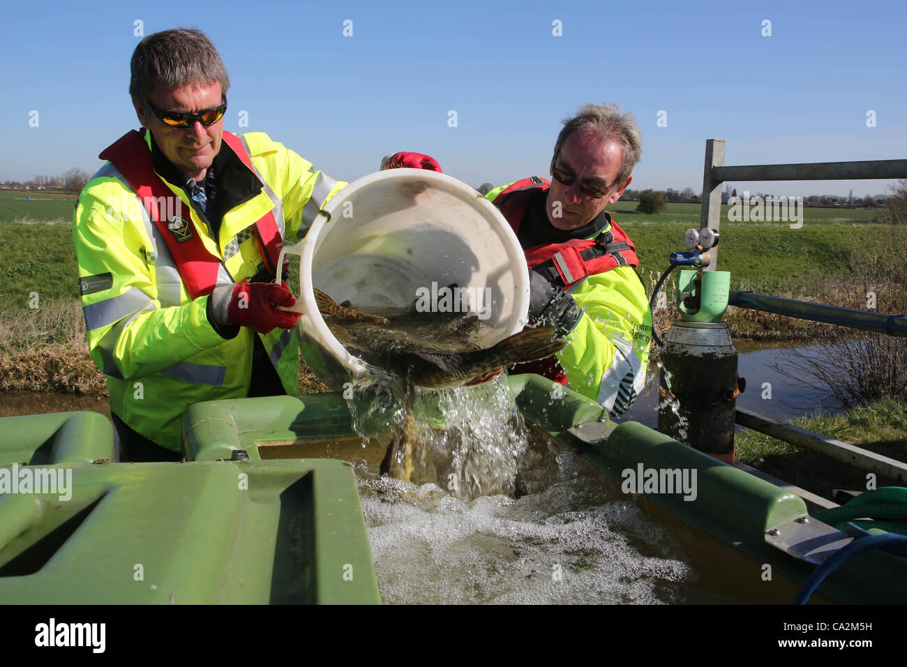 Environment Agency officers rescuing fish from the 9K long Maxey Cut ...