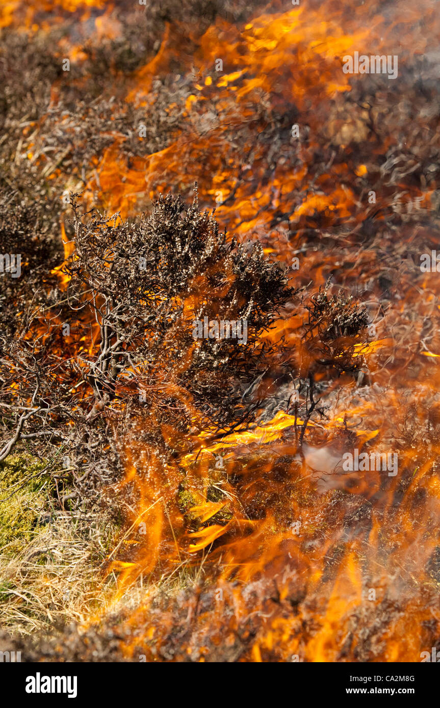 Grouse moor burning peat hi-res stock photography and images - Alamy