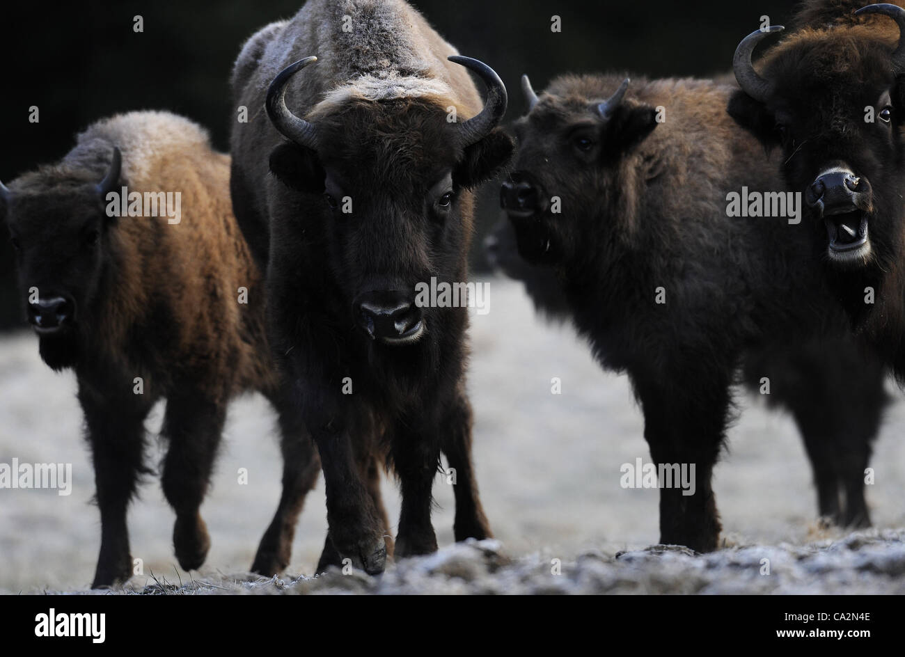 European wood bison herd (Bison bonasus) is seen in former military ...