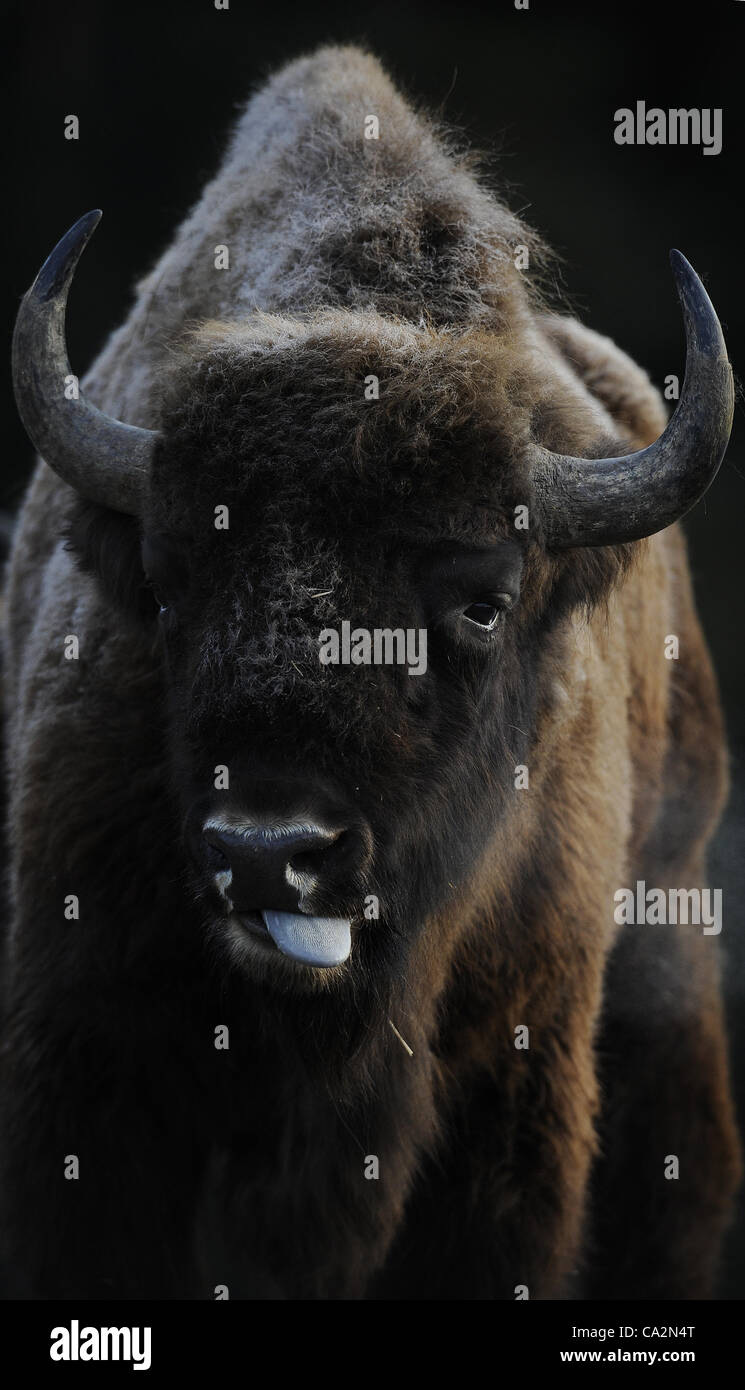 European wood bison herd (Bison bonasus) is seen in former military ...