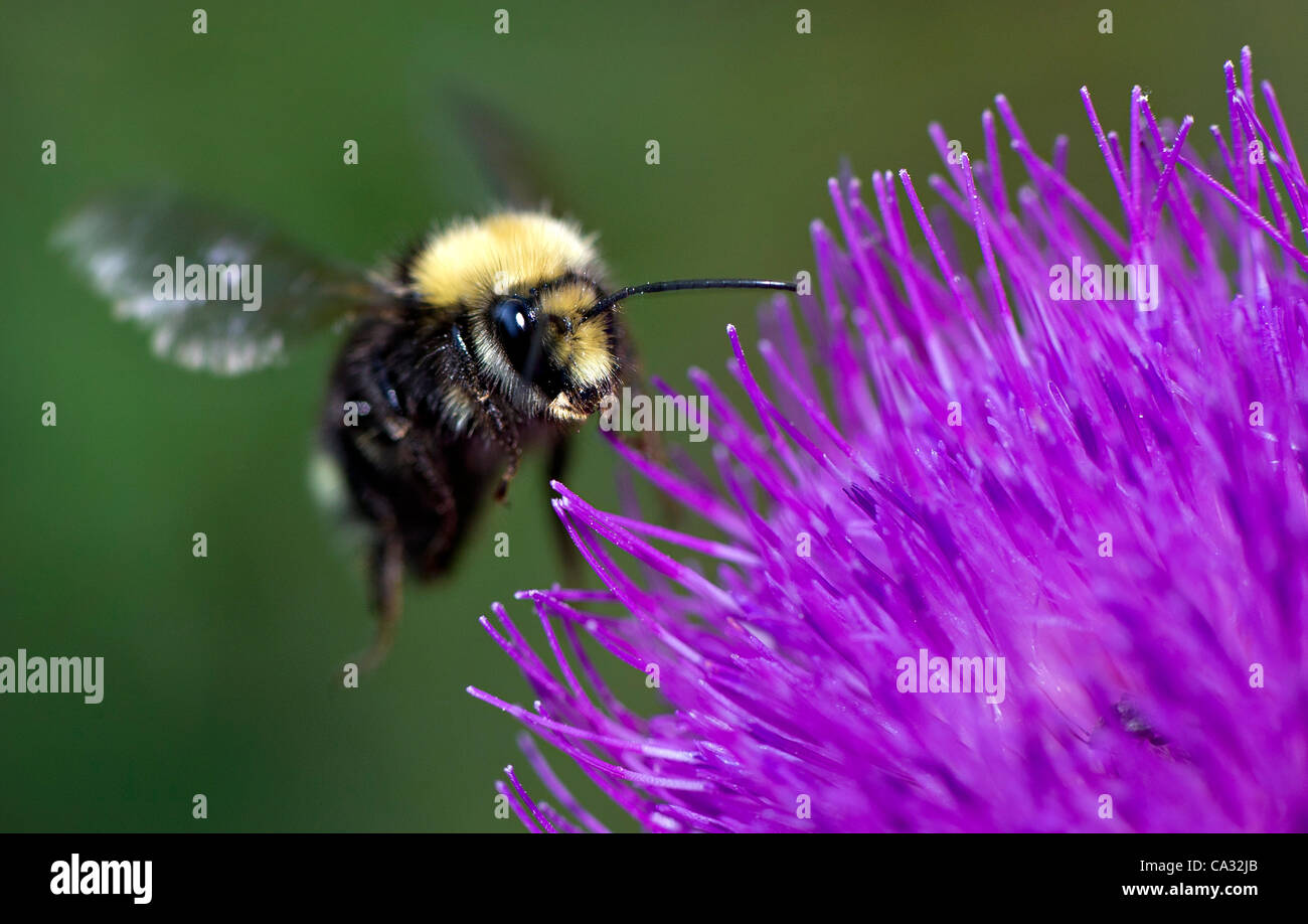 Scottish bee on thistle hi-res stock photography and images - Alamy