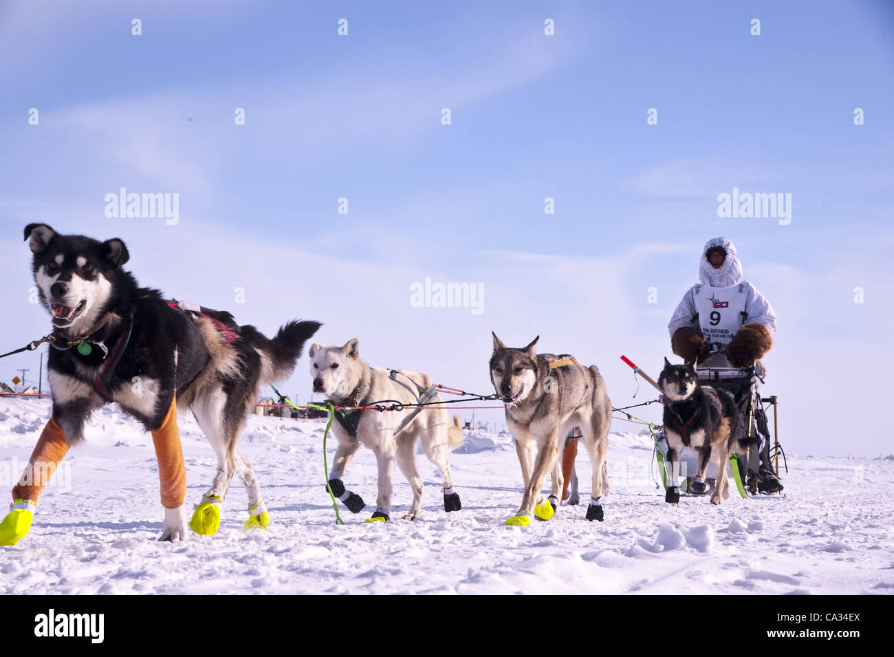 French musher Nicolas Petit and dogteam along Bering Sea near Nome ...
