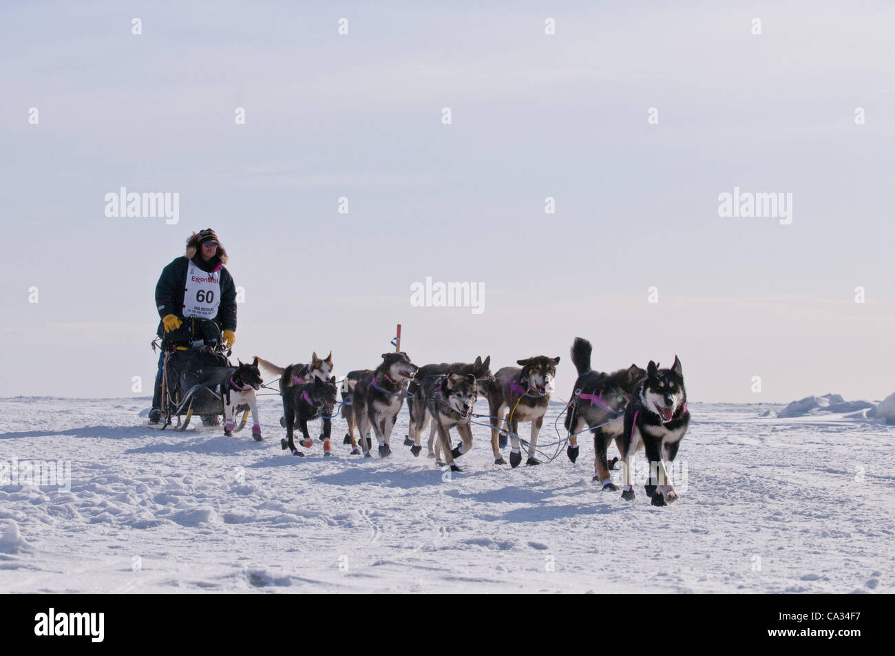 Mushing legend Rick Swenson (5-time winner) along Bering Sea near Nome ...