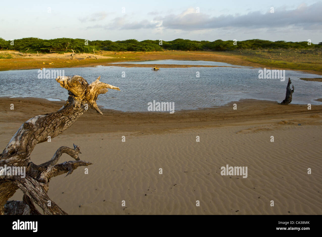 May 18, 2012 - Falcon, Falcon, Venezuela - Beach in Medanos Blancos ...