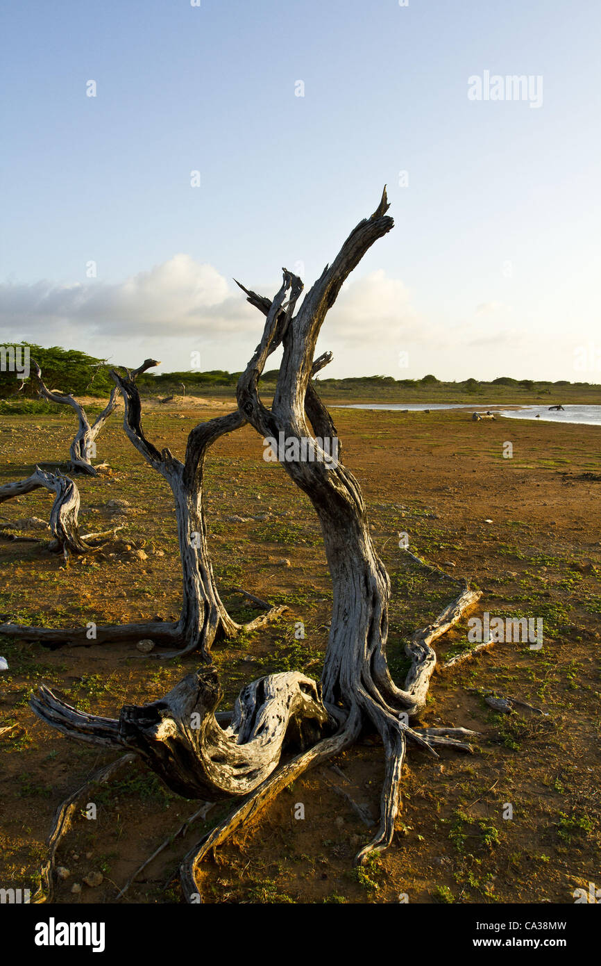 May 18, 2012 - Falcon, Falcon, Venezuela - Beach in Medanos Blancos ...