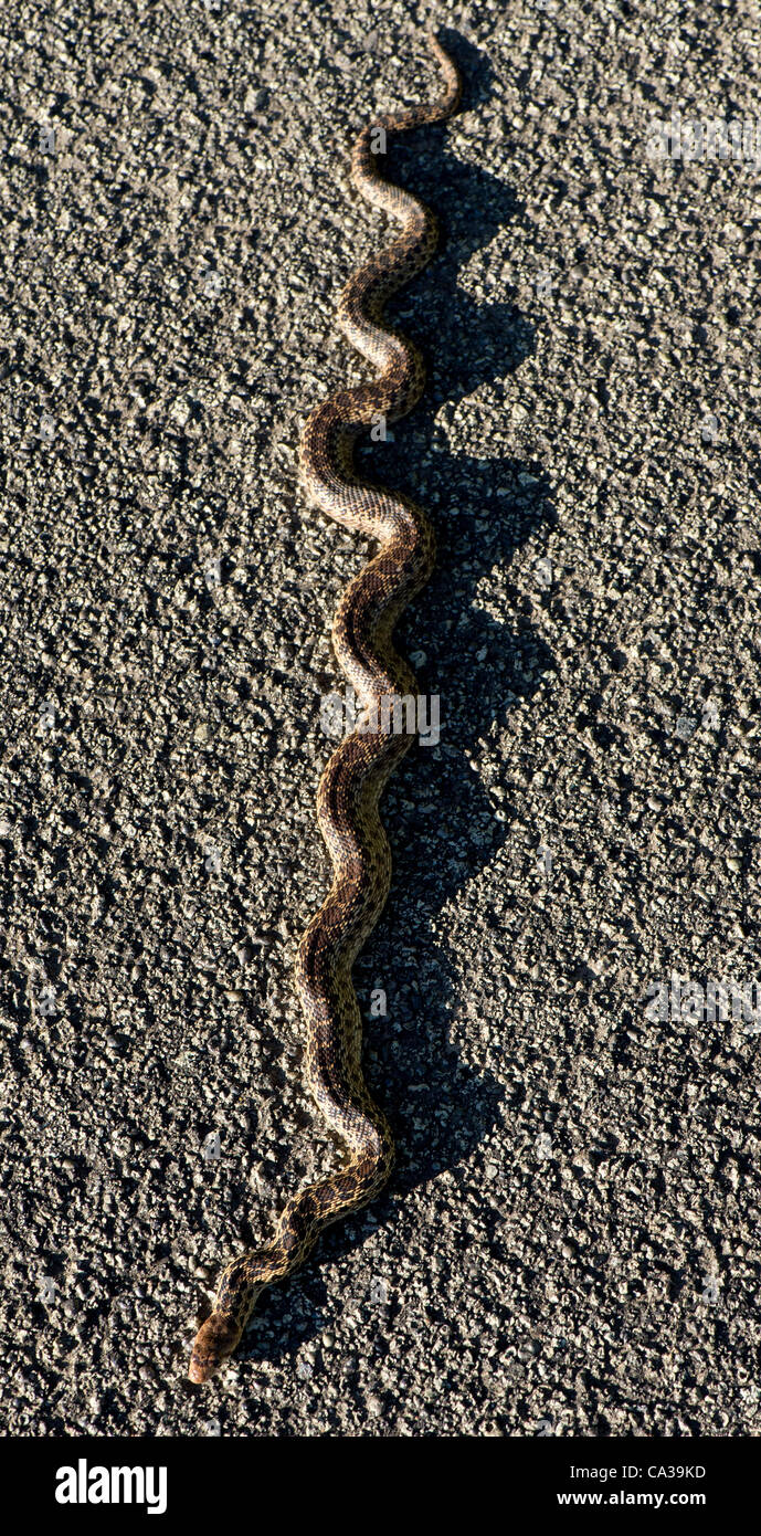 May 30, 2012 - Elkton, Oregon, U.S - A medium sized bull snake warms ...