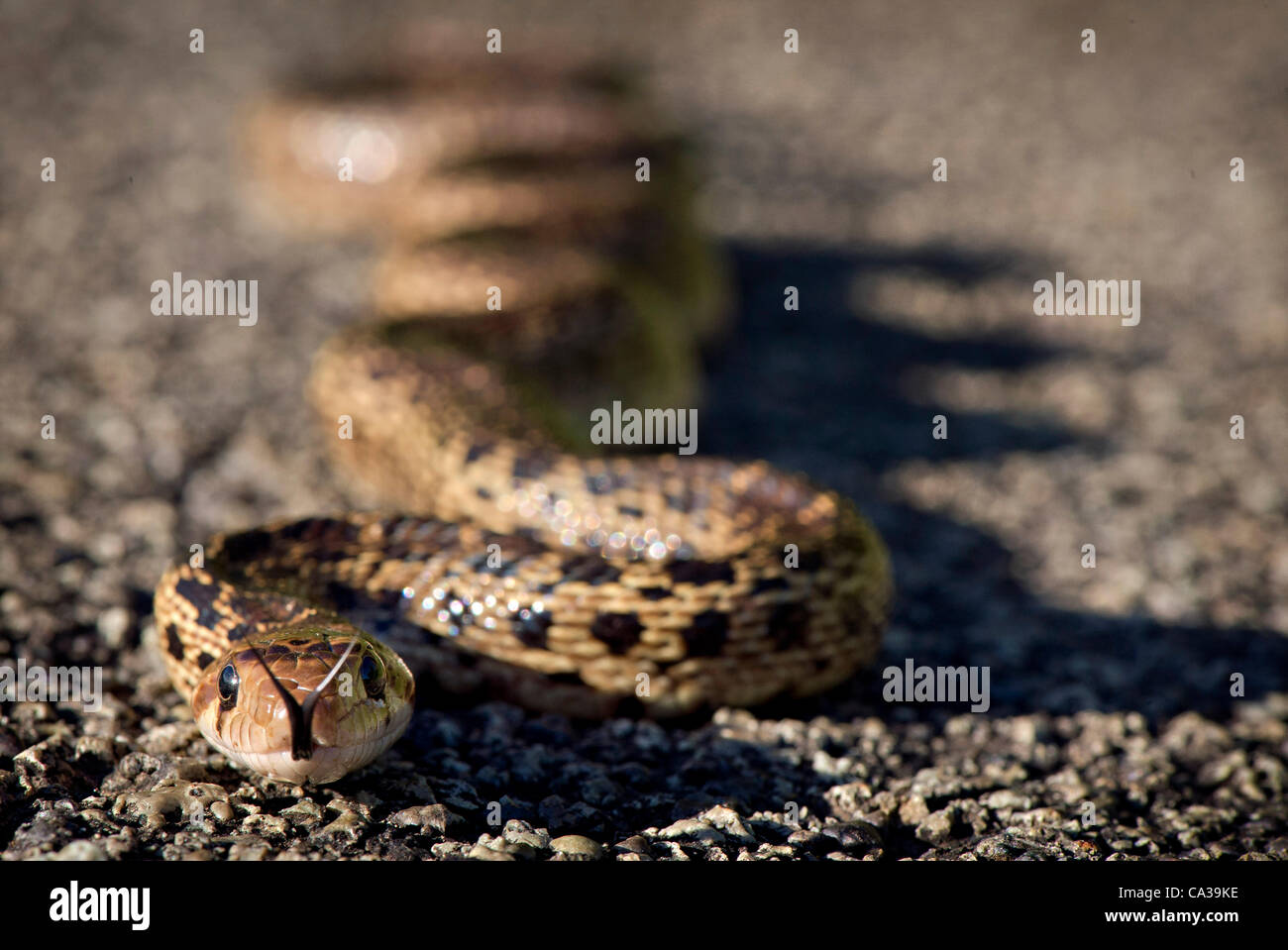 Oregon bull snake hi-res stock photography and images - Alamy
