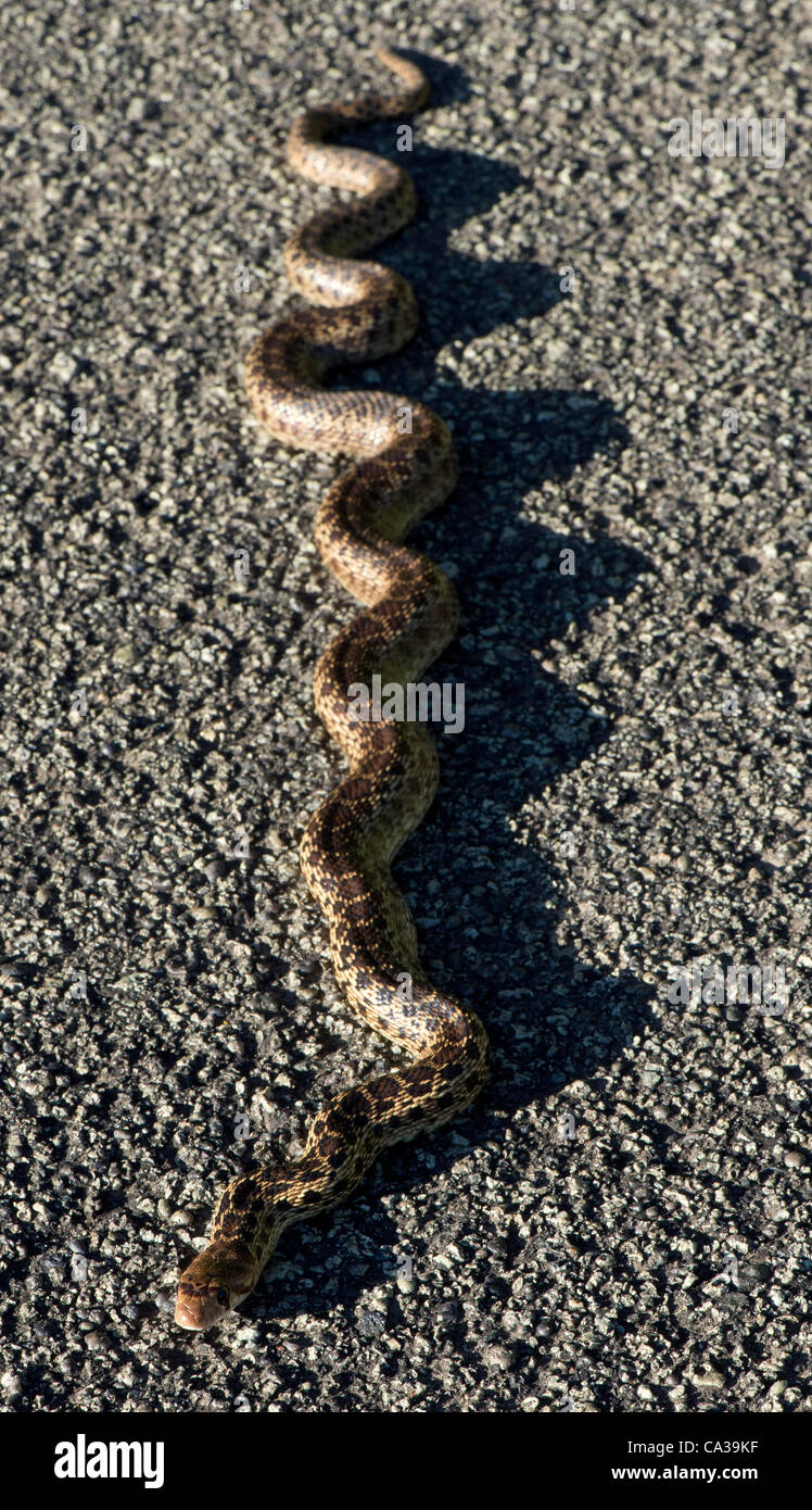 Oregon bull snake hi-res stock photography and images - Alamy