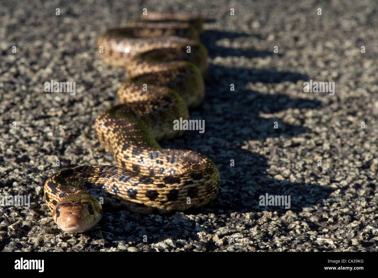 Oregon bull snake hi-res stock photography and images - Alamy