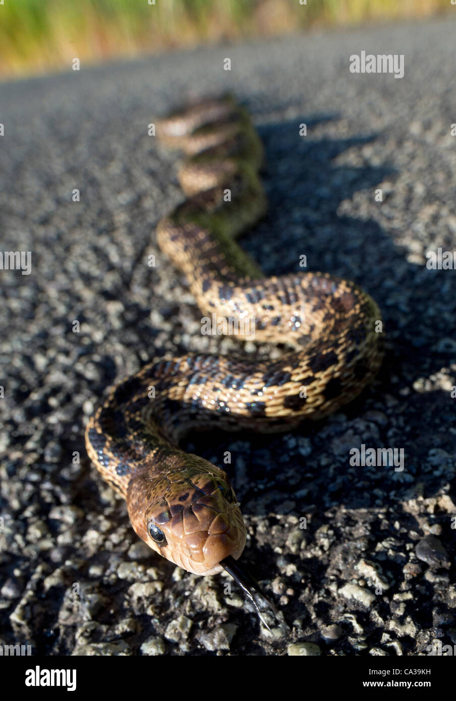 Oregon bull snake hi-res stock photography and images - Alamy
