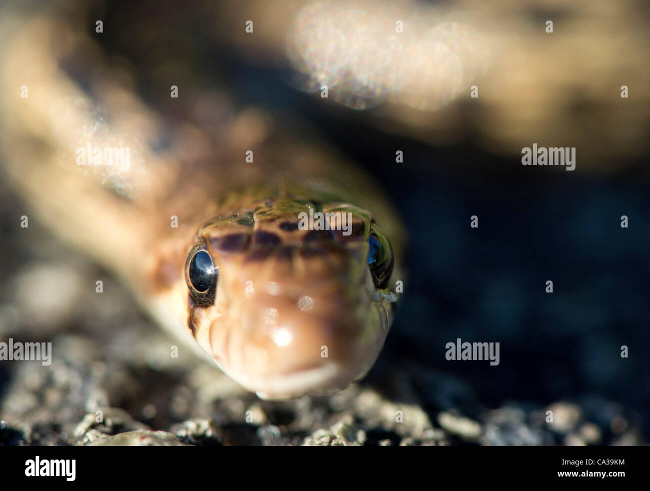 Oregon bull snake hi-res stock photography and images - Alamy