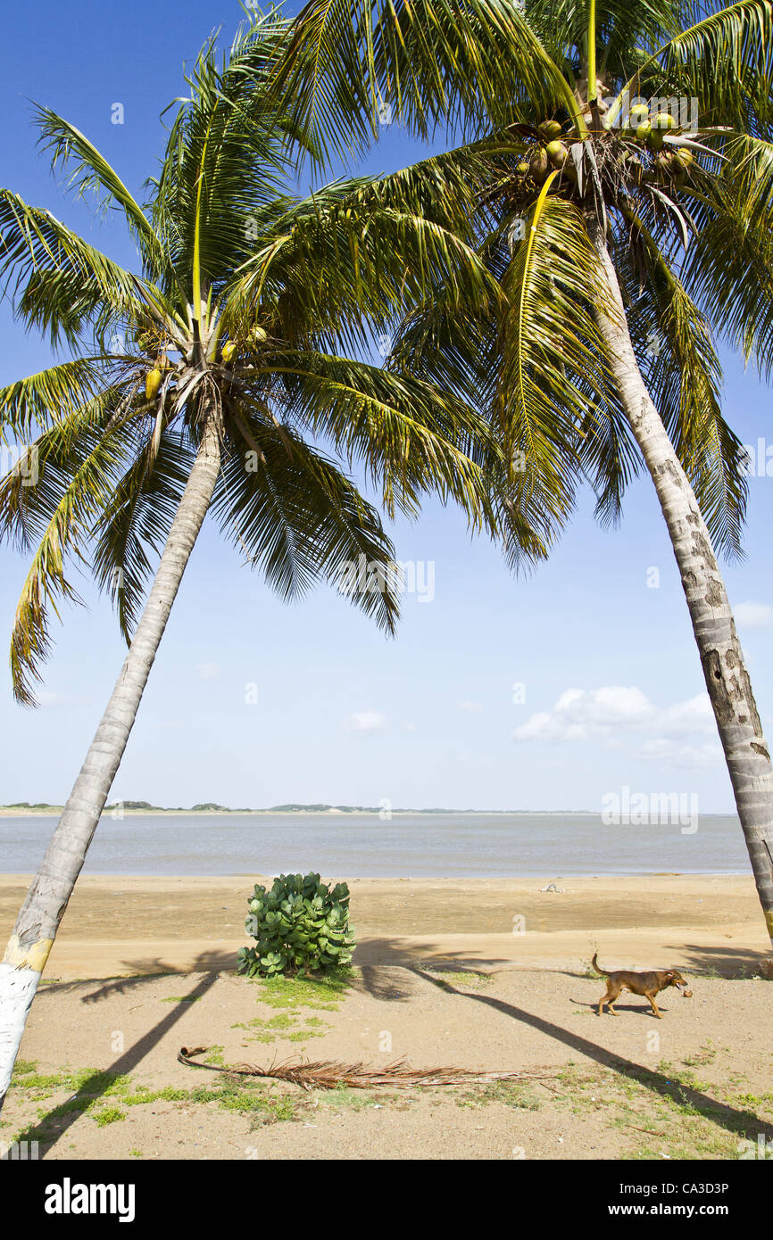 May 18, 2012 - La Vela De Coro, Falcon, Venezuela - Coconut palm trees ...