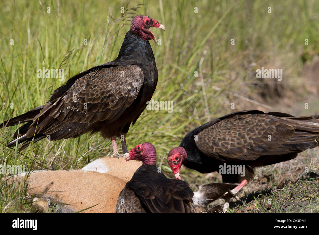 May 31, 2012 - Glide, Oregon, U.S - Turkey vultures feed on a road ...