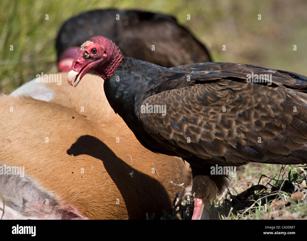 May 31, 2012 - Glide, Oregon, U.S - Turkey vultures feed on a road ...