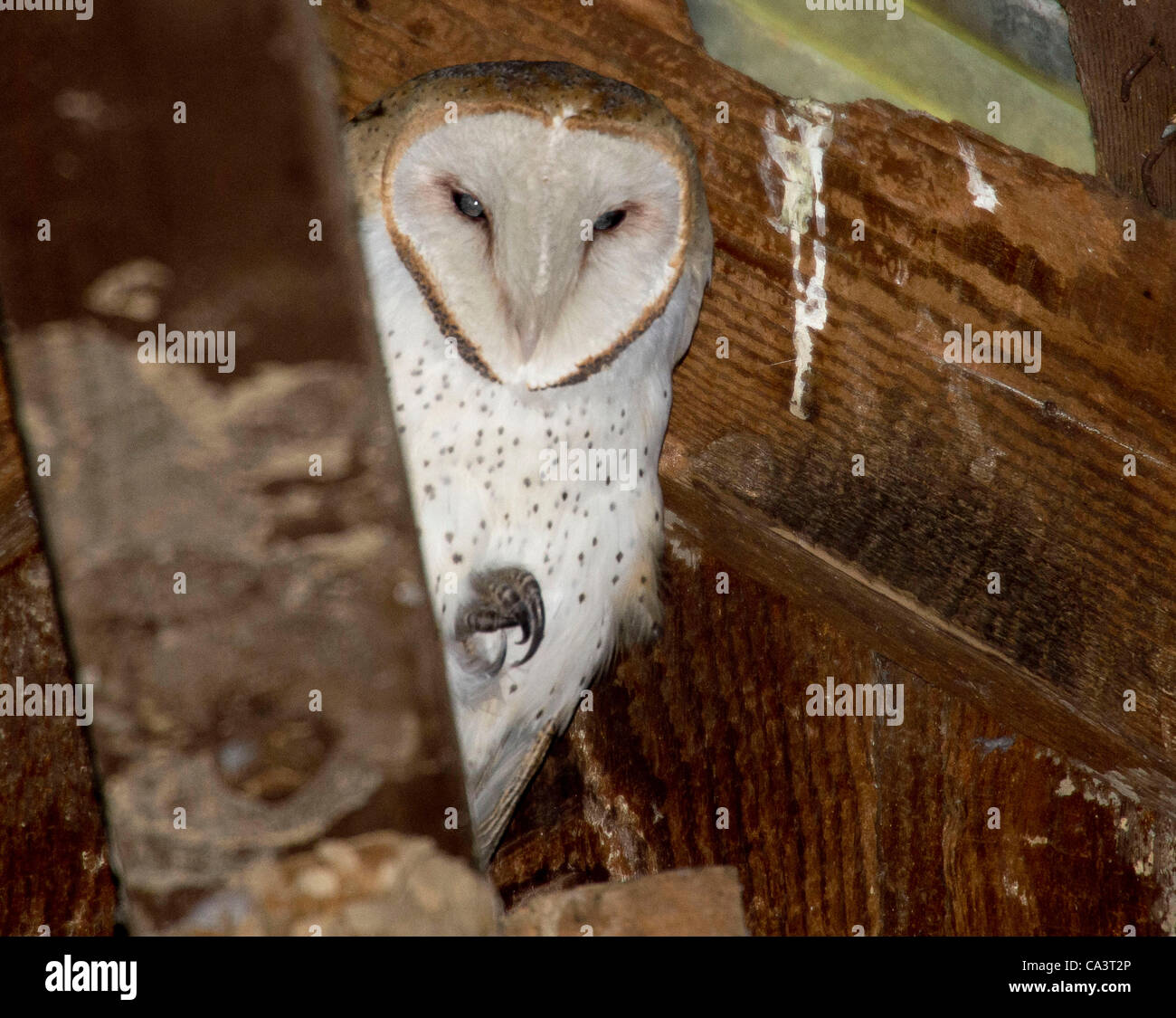 Demon owl hi-res stock photography and images - Alamy